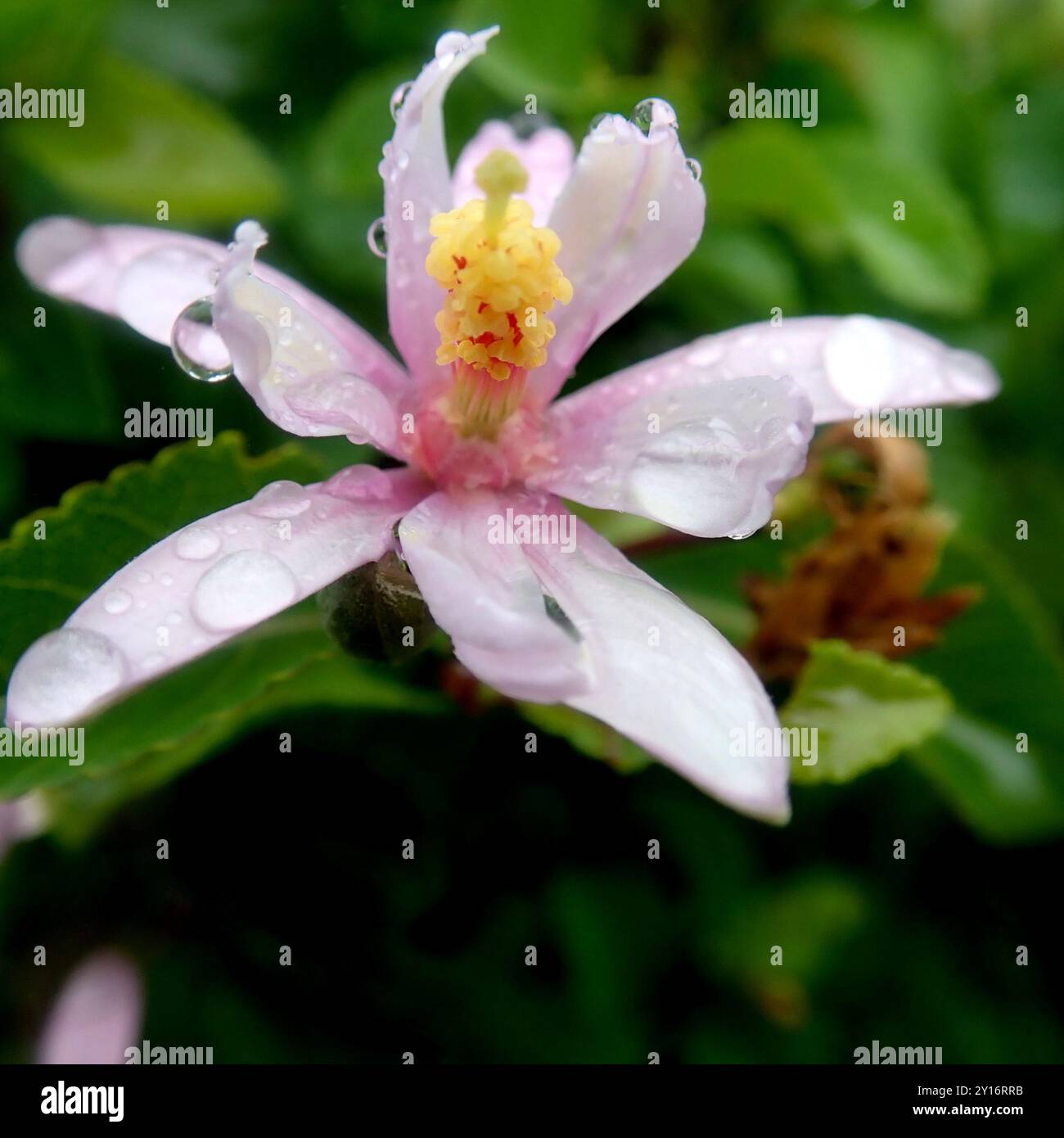 Crossberry (Grewia occidentalis) Plantae Stock Photo - Alamy