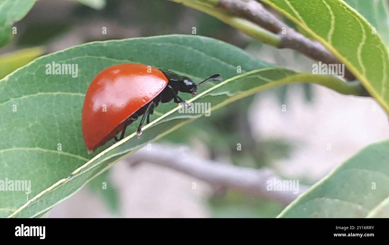 (Aegithus clavicornis) Insecta Stock Photo - Alamy
