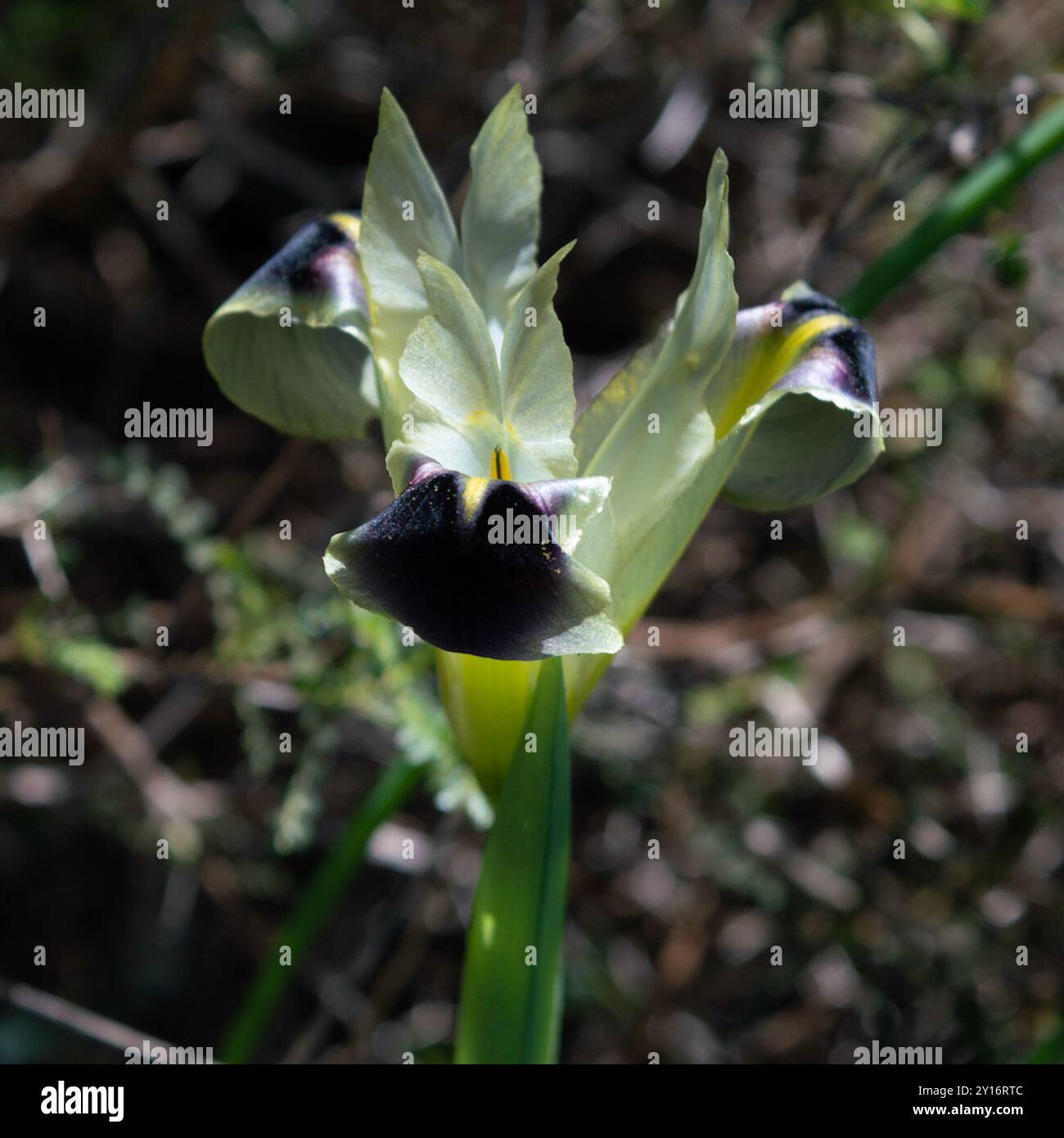 Snake's-head Iris (Iris tuberosa) Plantae Stock Photo - Alamy