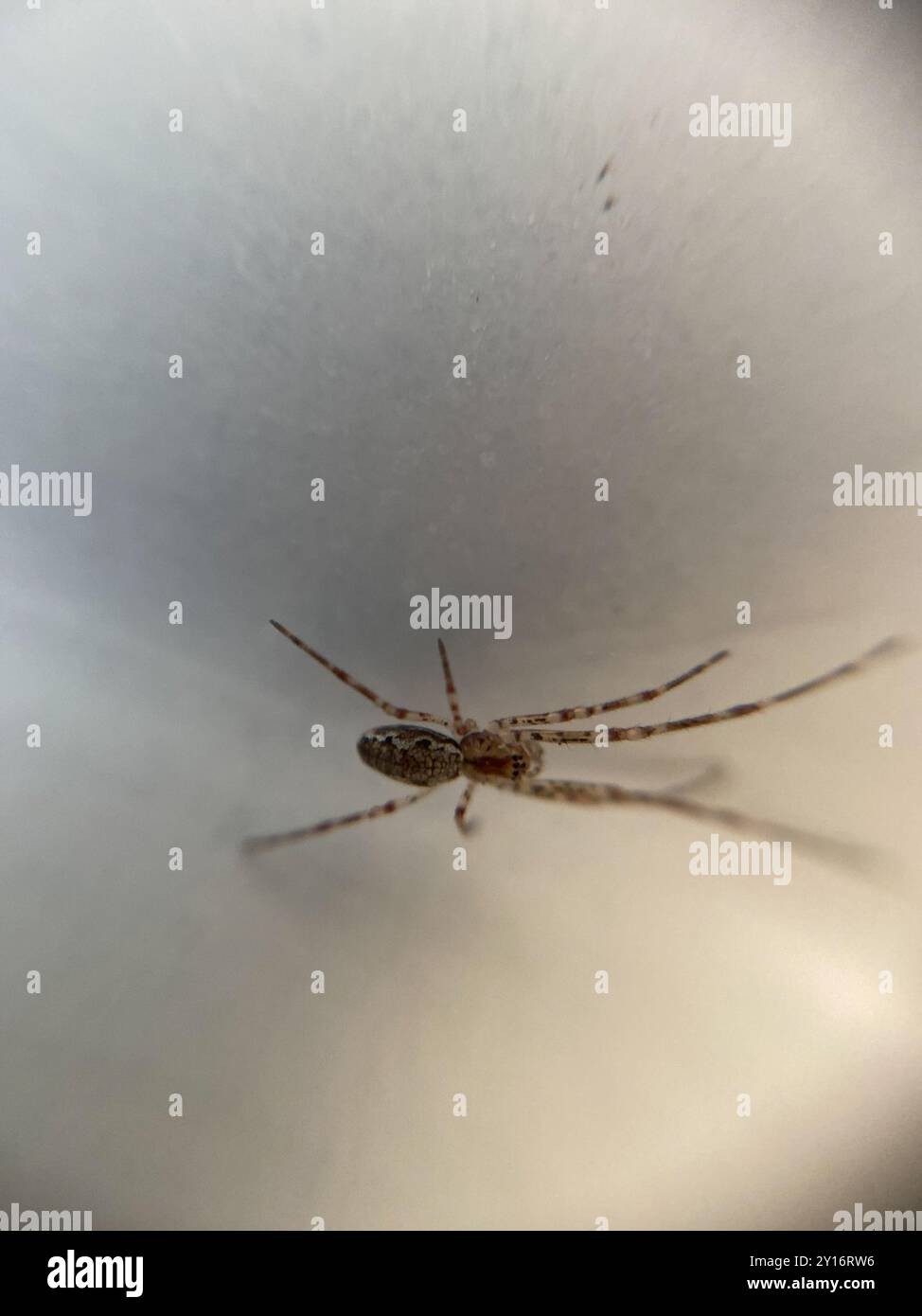 Stretch Spiders (Tetragnatha) Arachnida Stock Photo - Alamy
