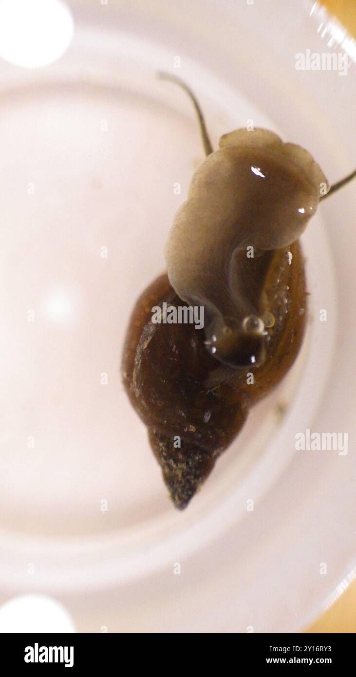 Bladder Snails (Physidae) Mollusca Stock Photo - Alamy