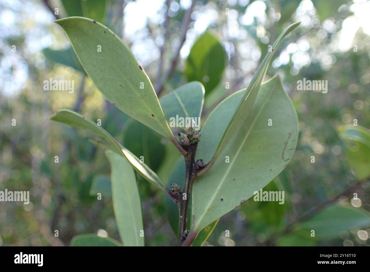 Large Gallberry (Ilex coriacea) Plantae Stock Photo - Alamy