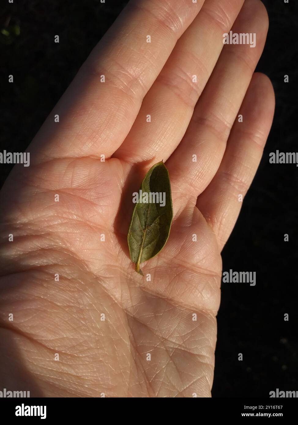 Myrtle Oak (Quercus myrtifolia) Plantae Stock Photo - Alamy