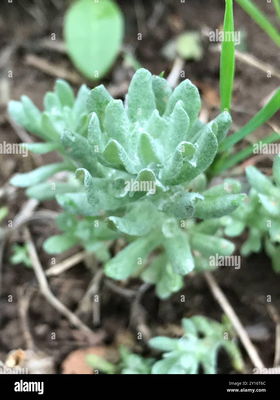 flathead rabbit tobacco (Diaperia prolifera) Plantae Stock Photo - Alamy