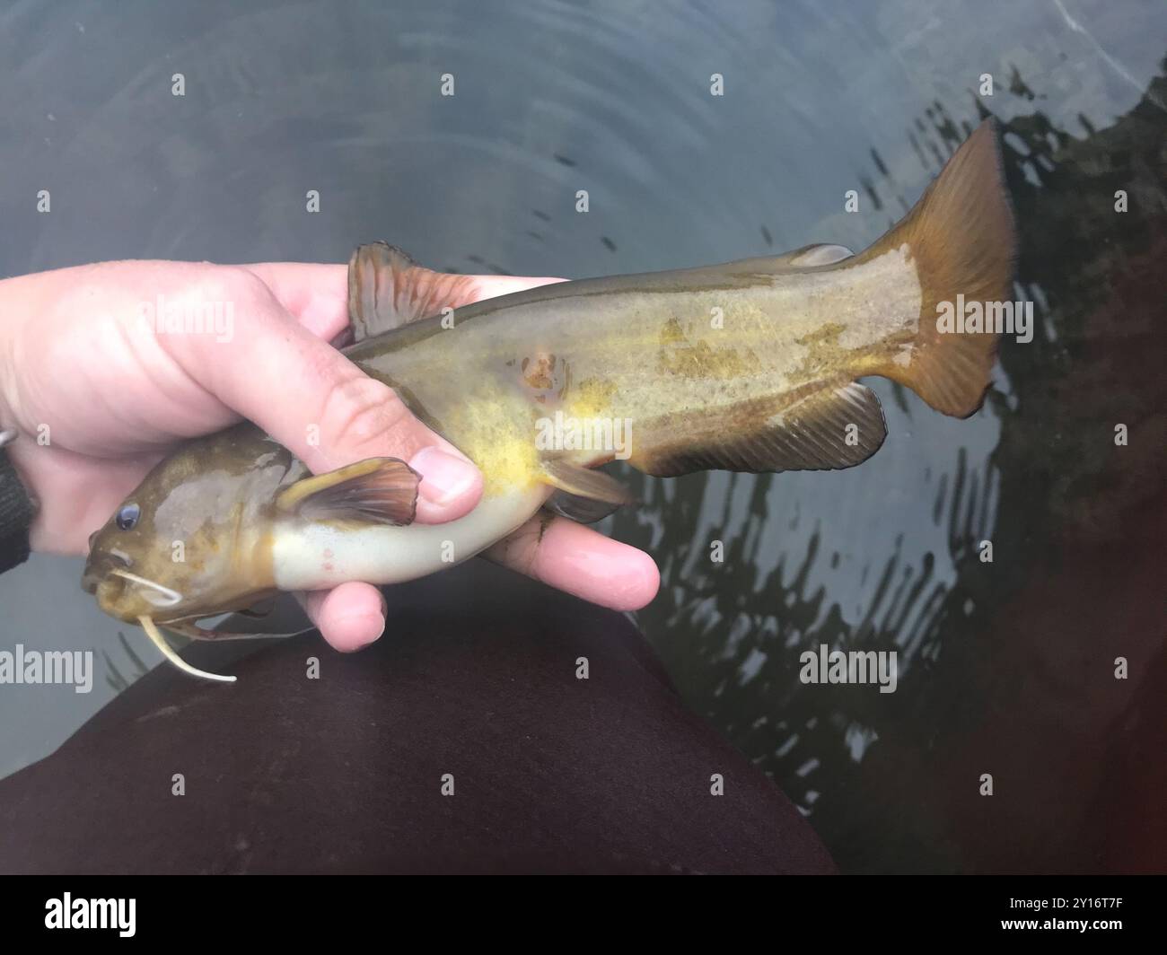 Yellow Bullhead (Ameiurus natalis) Actinopterygii Stock Photo - Alamy