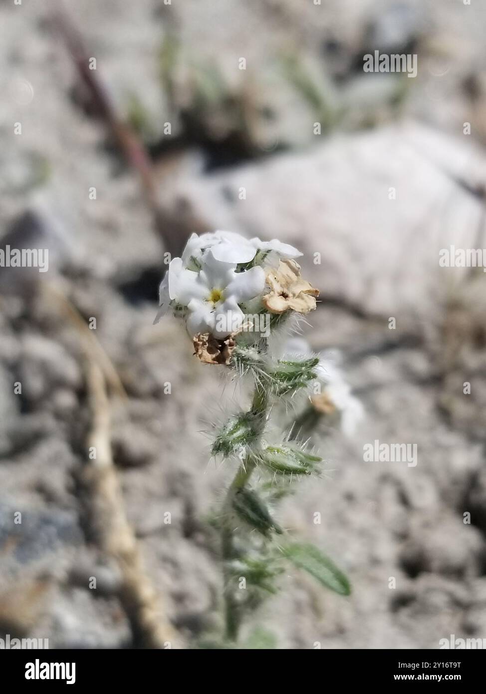 Clearwater cryptantha (Cryptantha intermedia) Plantae Stock Photo - Alamy