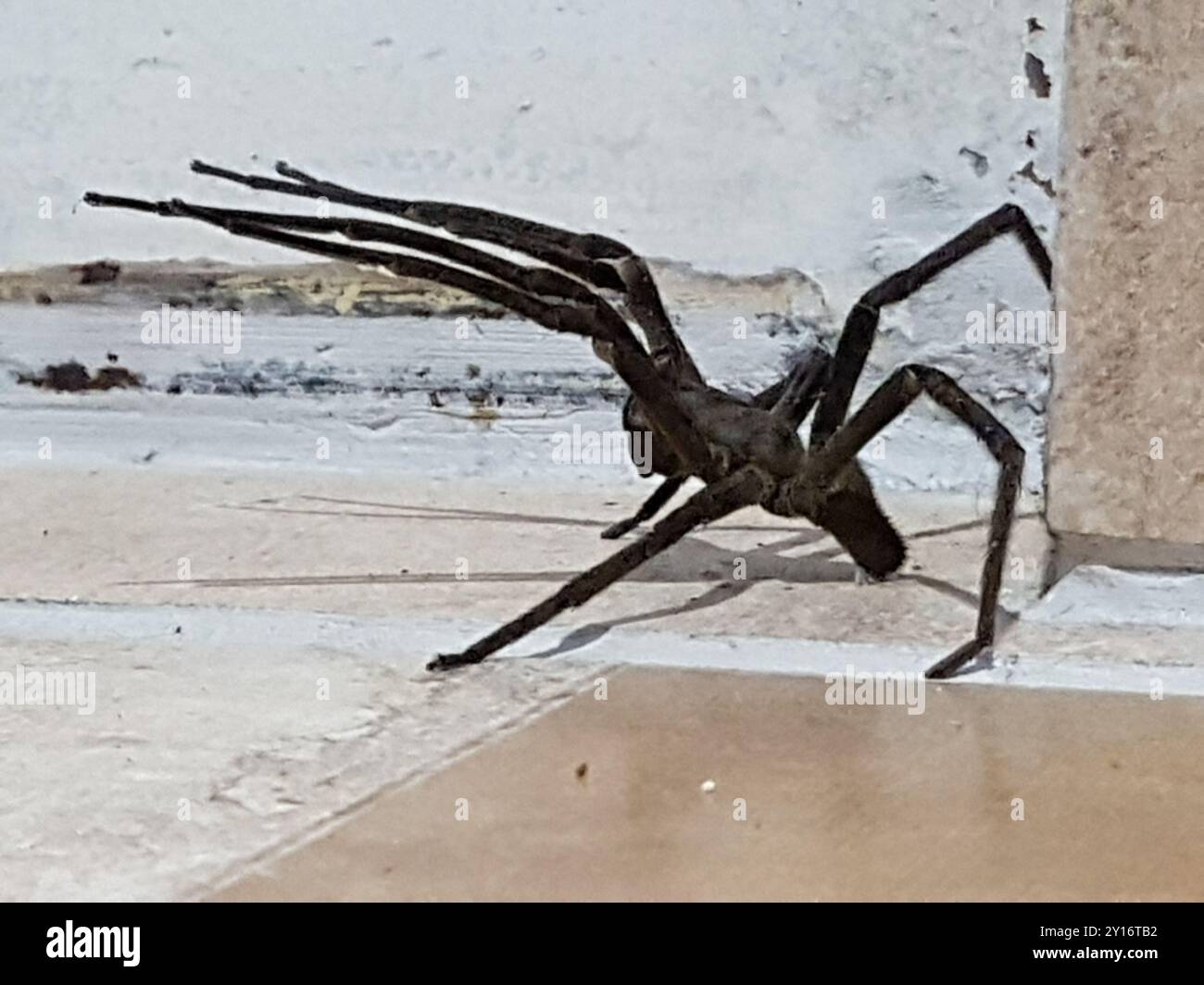 Brazilian Wandering Spiders (Phoneutria) Arachnida Stock Photo - Alamy