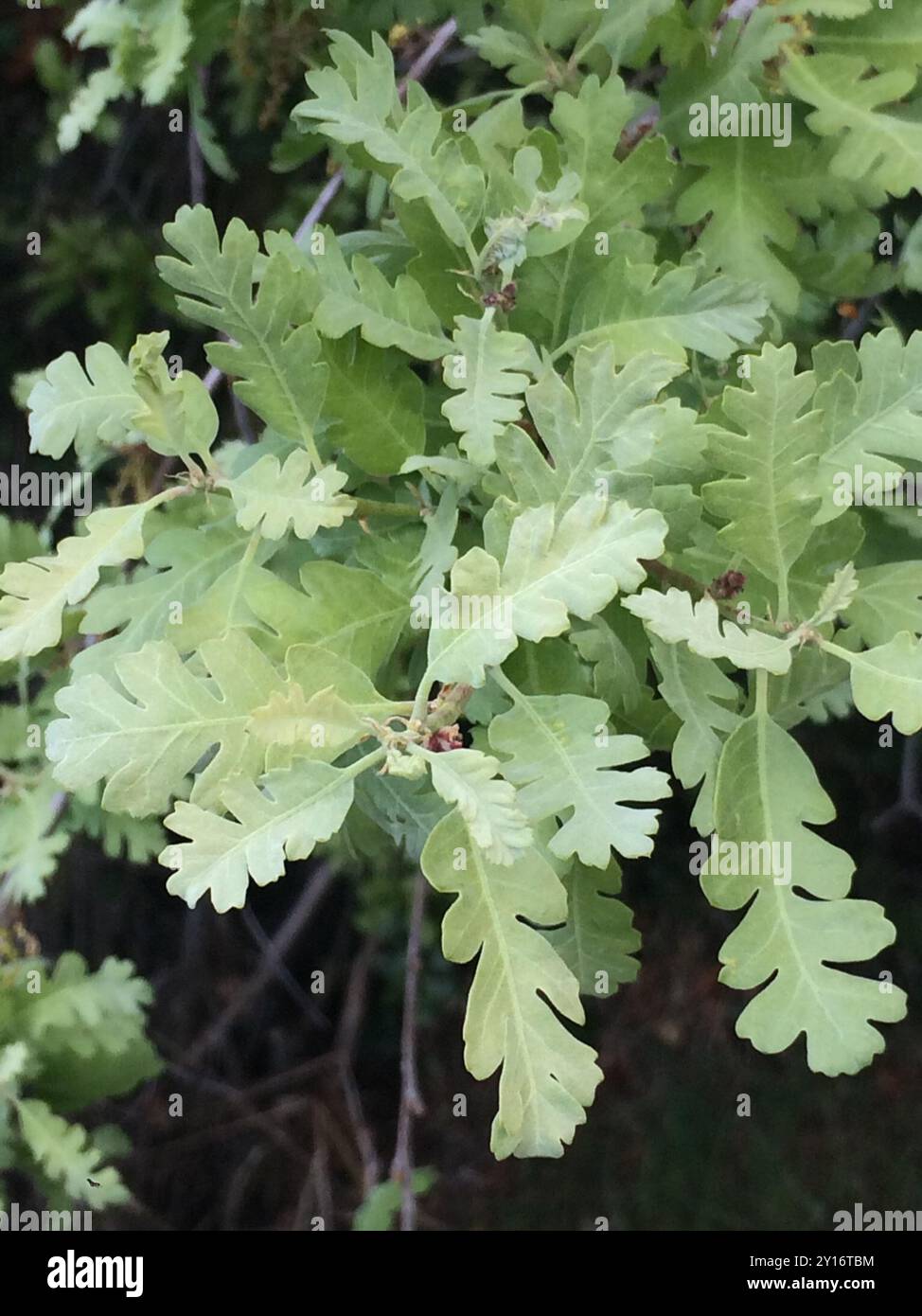 valley oak (Quercus lobata) Plantae Stock Photo - Alamy