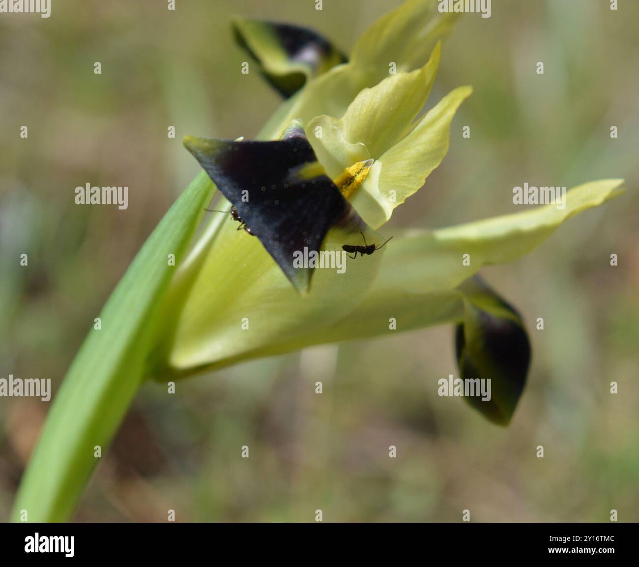Snakes head iris iris tuberosa hi-res stock photography and images - Alamy