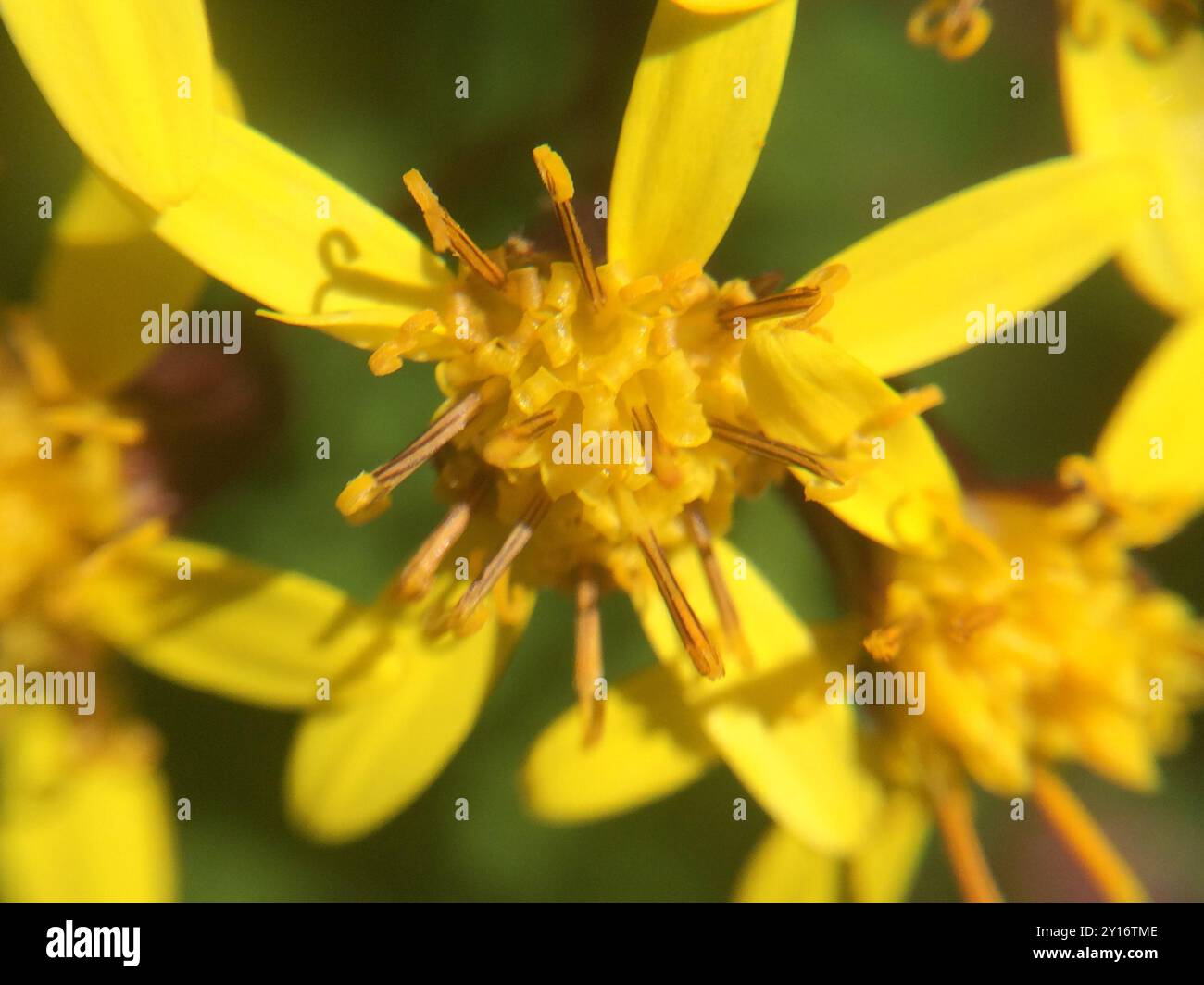 velvet groundsel (Roldana petasitis) Plantae Stock Photo - Alamy