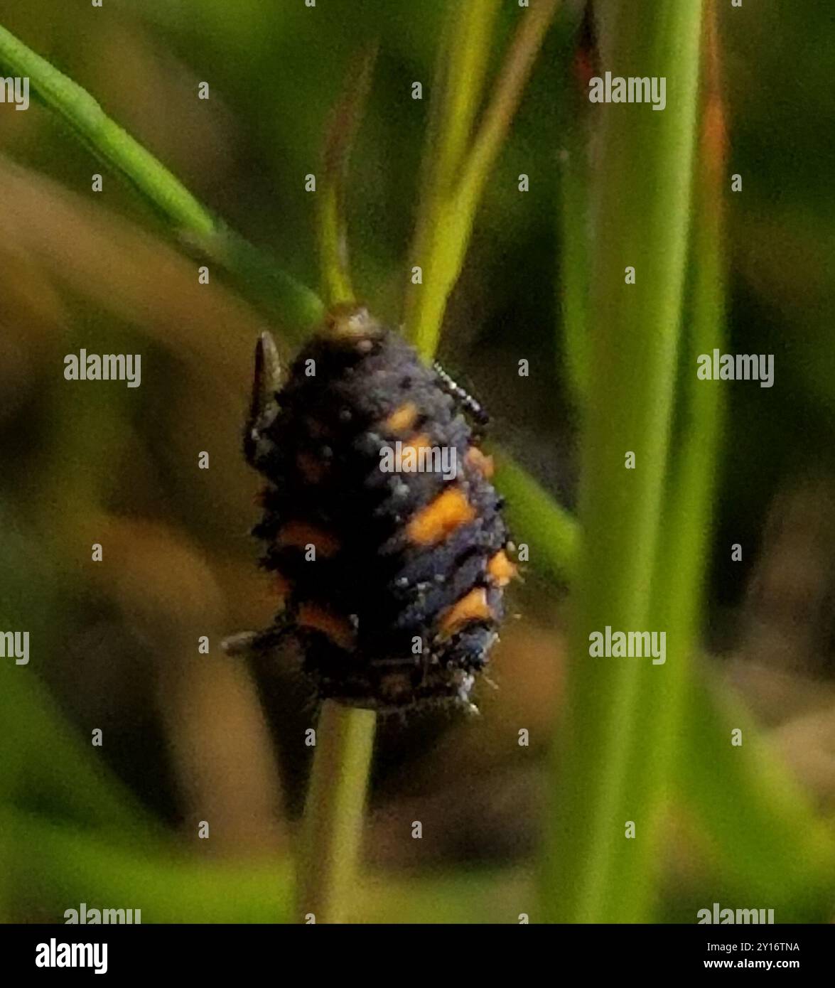 Lady Beetles (Coccinellidae) Insecta Stock Photo - Alamy