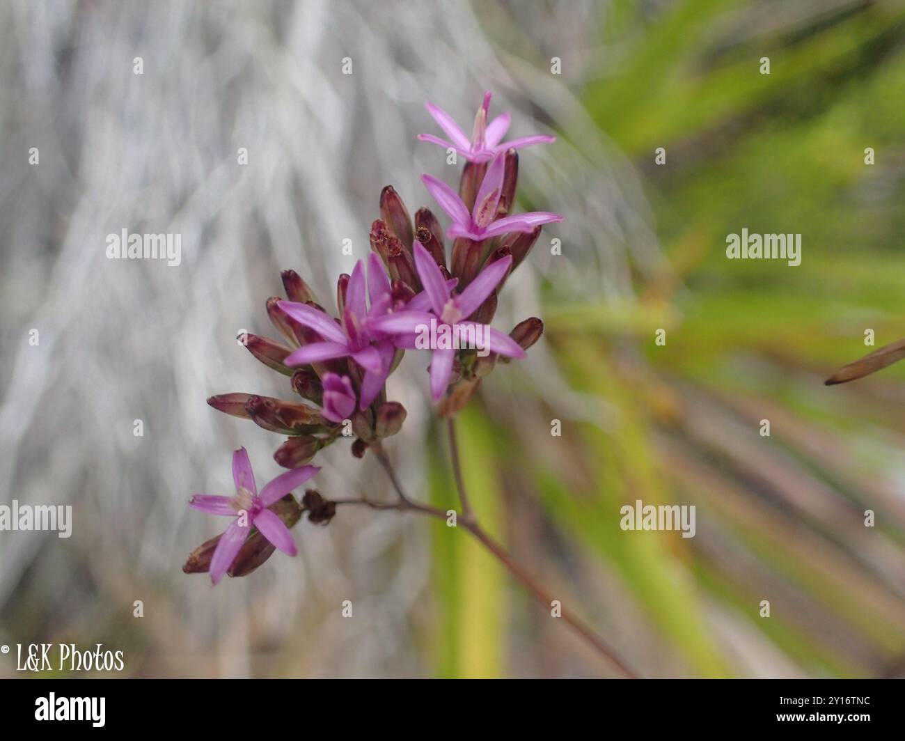 Smooth Plampers (Corymbium glabrum) Plantae Stock Photo - Alamy