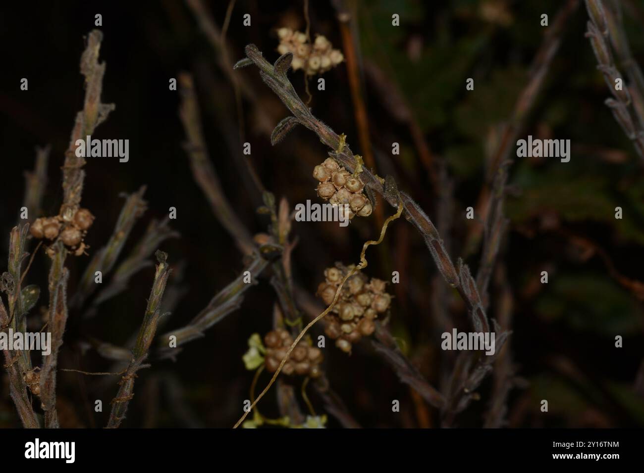(Cuscuta chinensis) Plantae Stock Photo - Alamy