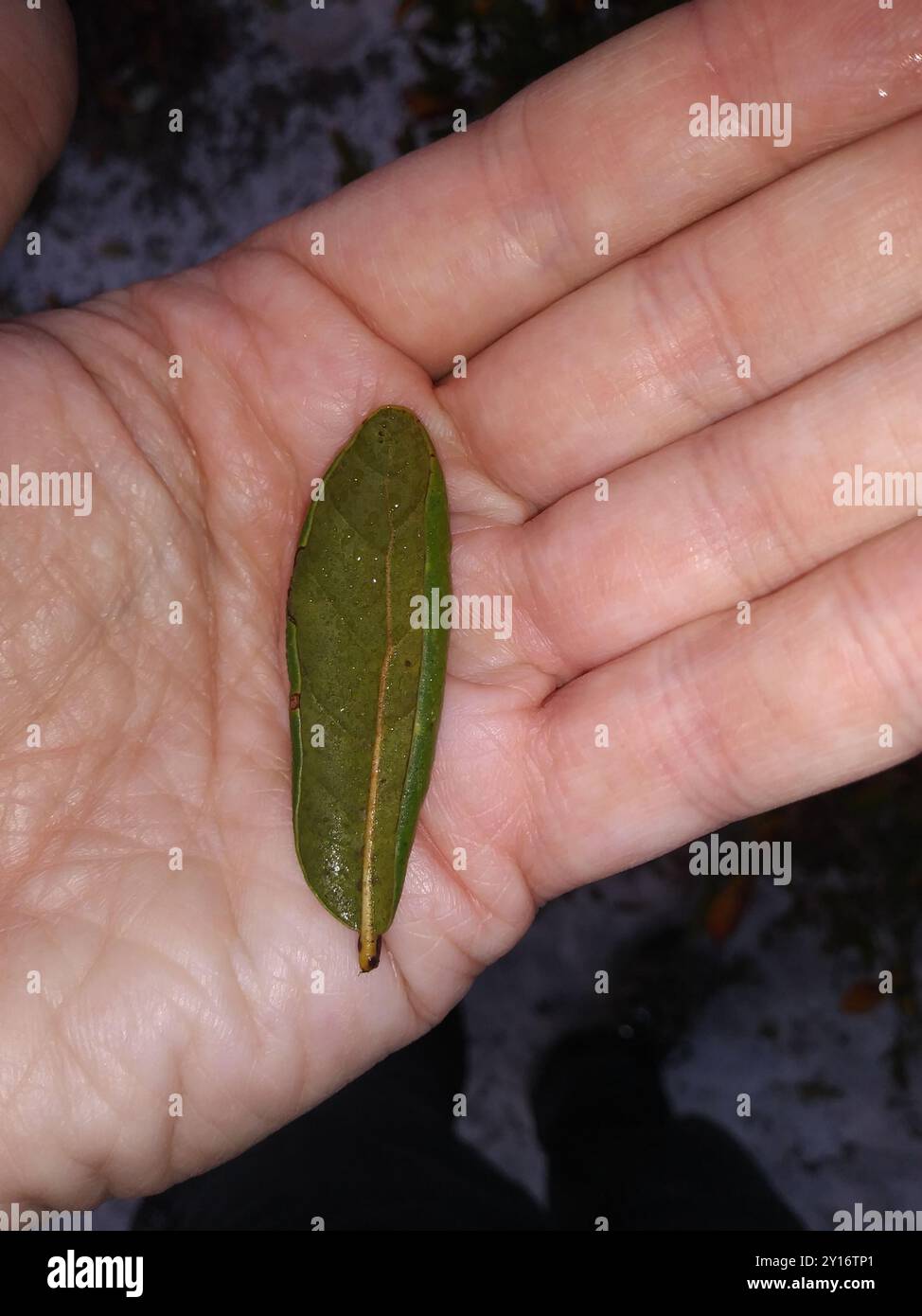 Florida scrub oak (Quercus inopina) Plantae Stock Photo - Alamy