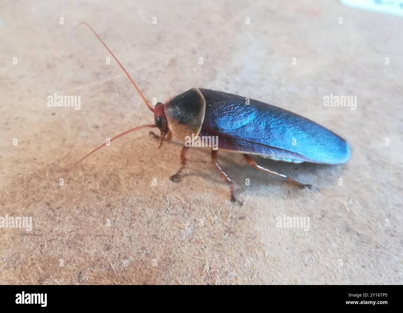 Cape Mountain Cockroach (Aptera fusca) Insecta Stock Photo - Alamy