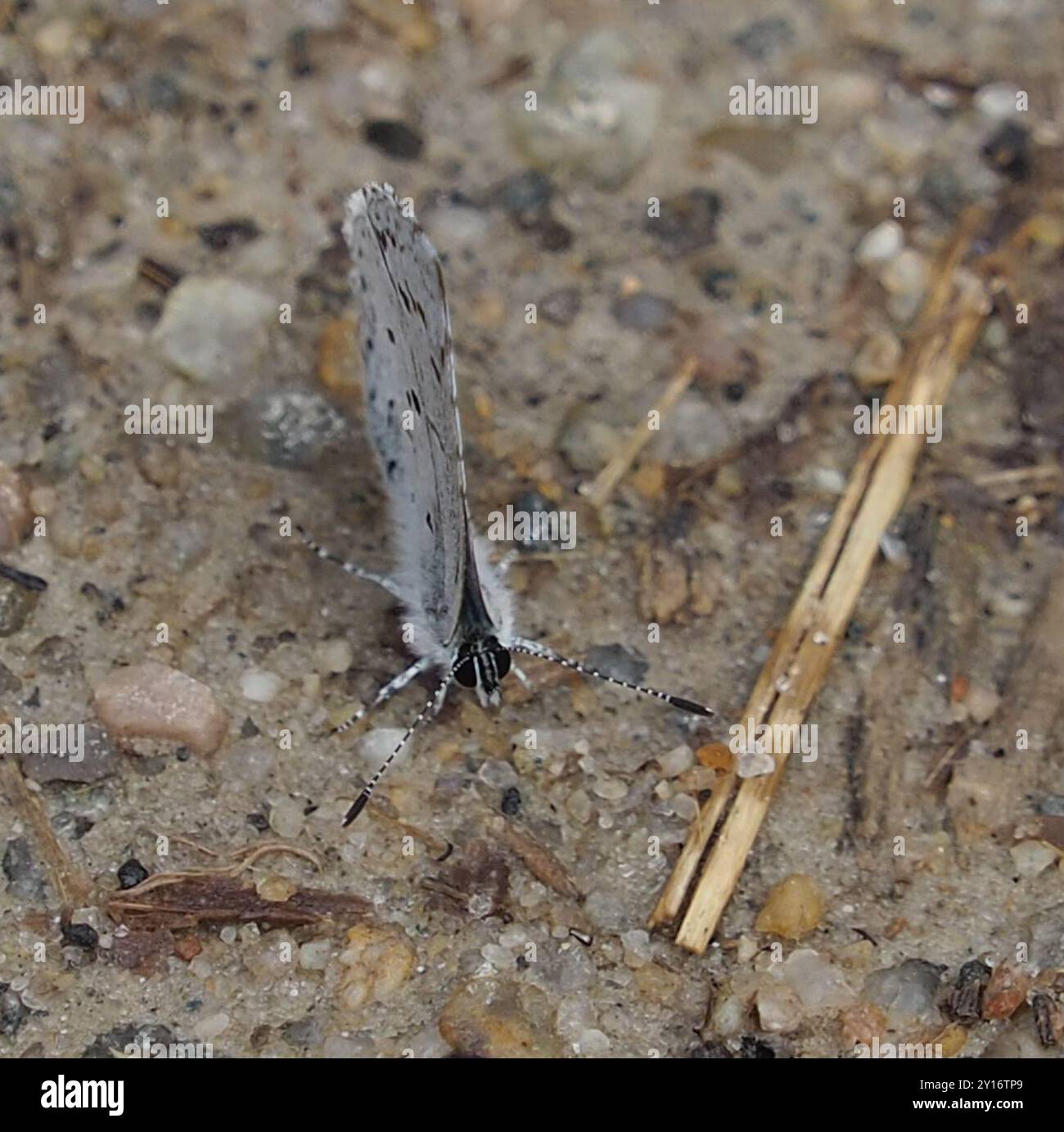 Spring Azure (Celastrina ladon) Insecta Stock Photo - Alamy