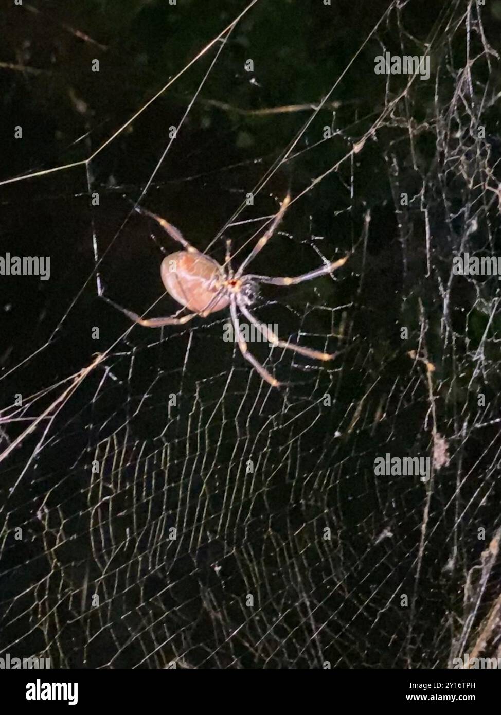 Tiger Spider (Trichonephila plumipes) Arachnida Stock Photo - Alamy