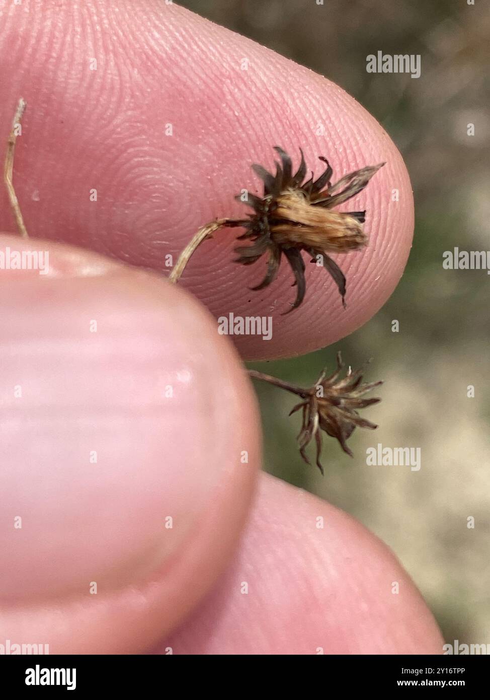 sandhill golden aster (Pityopsis pinifolia) Plantae Stock Photo - Alamy