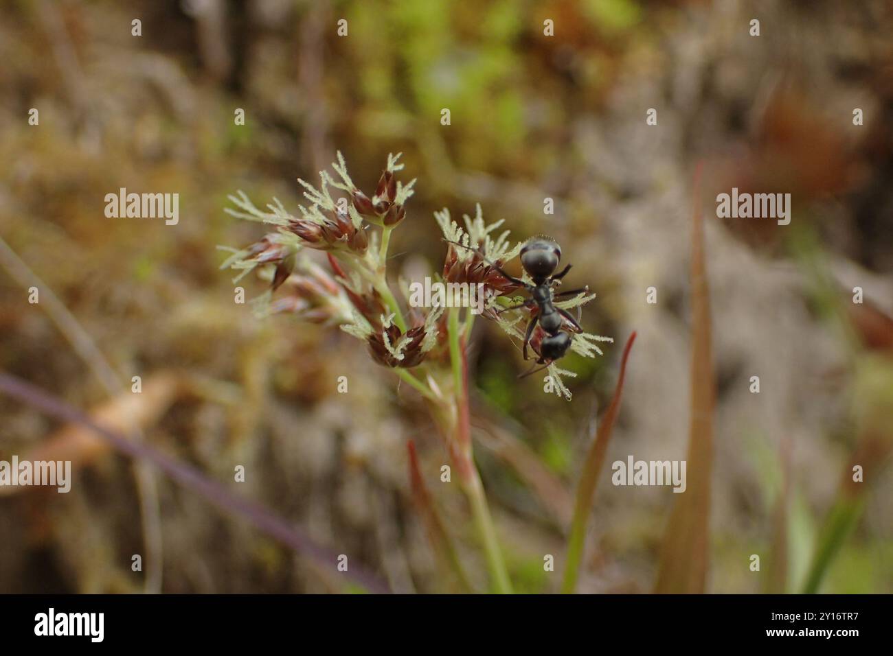 Silky Field Ant (Formica subsericea) Insecta Stock Photo - Alamy