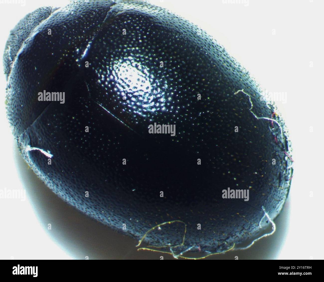 Slime flux beetle (Nosodendron unicolor) Insecta Stock Photo - Alamy