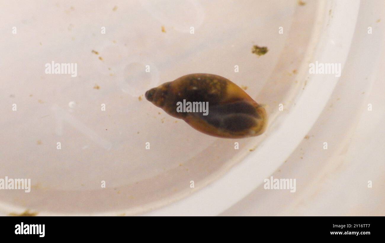 Physidae snails hi-res stock photography and images - Alamy