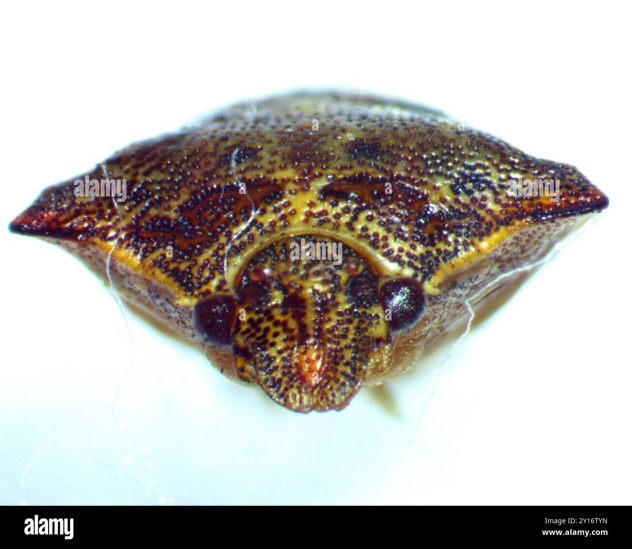 Dendrocoris humeralis hi-res stock photography and images - Alamy