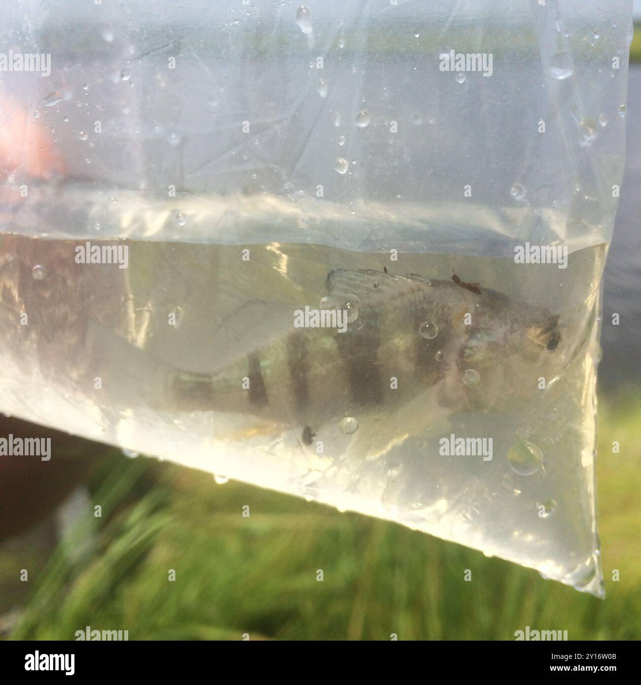 Black Drum (Pogonias cromis) Actinopterygii Stock Photo - Alamy