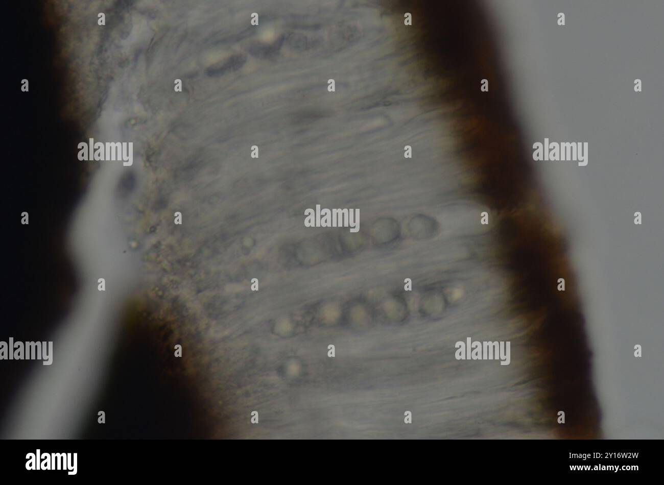 (Porpidia thomsonii) Fungi Stock Photo - Alamy