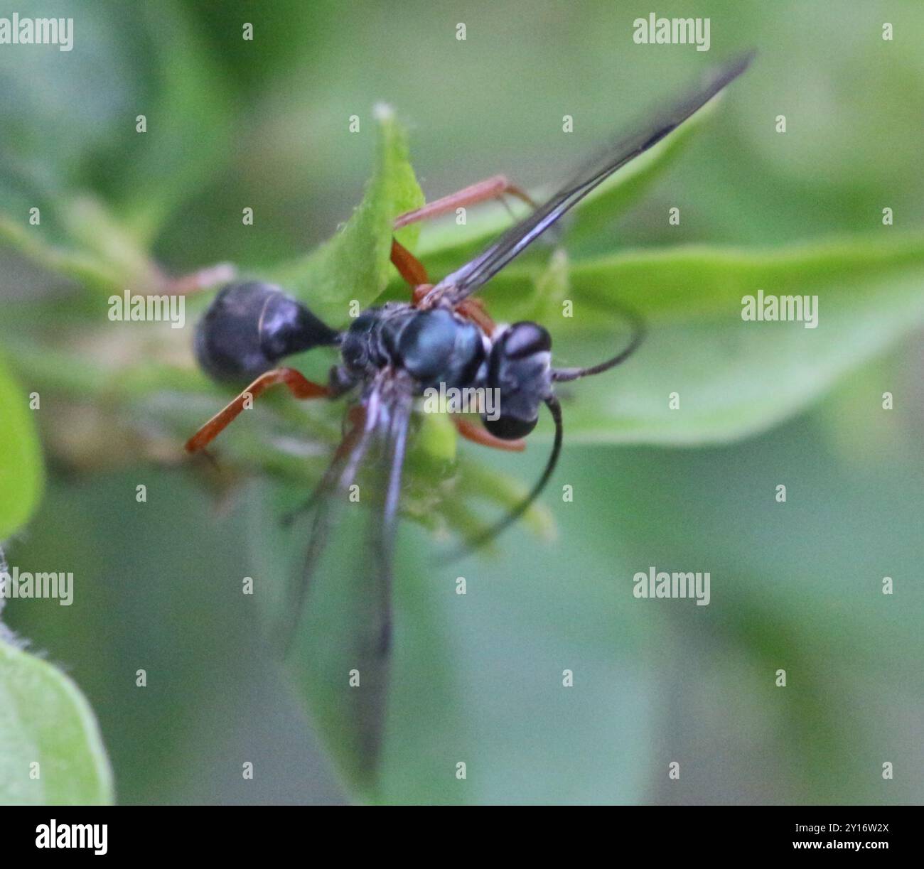 Mud-nesting Spider Wasps (Ageniellini) Insecta Stock Photo - Alamy
