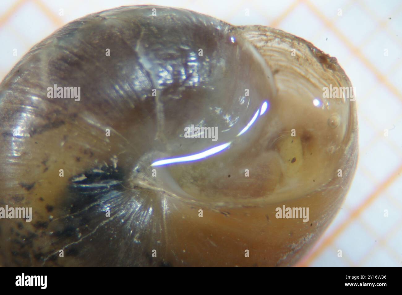 Girdled Snail (Hygromia cinctella) Mollusca Stock Photo - Alamy