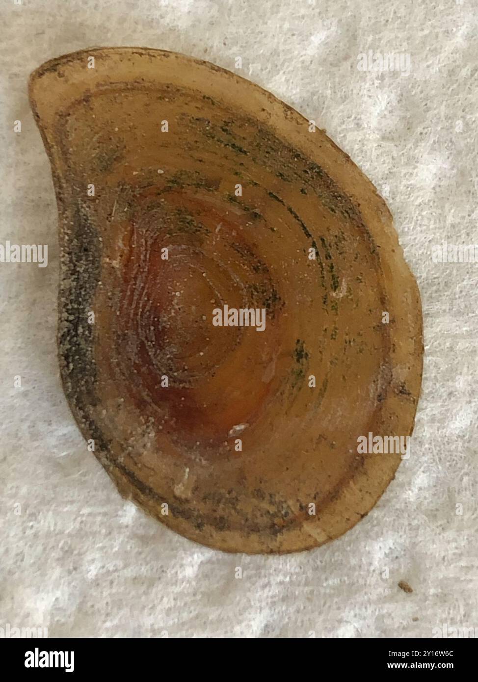 Chinese Mystery Snail (Cipangopaludina chinensis) Mollusca Stock Photo ...