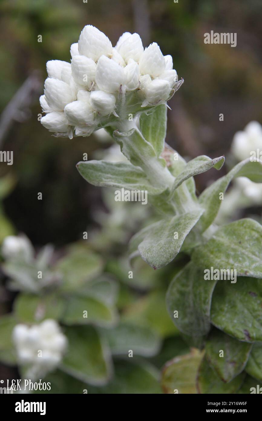 Tall White Everlasting (Helichrysum fruticans) Plantae Stock Photo - Alamy