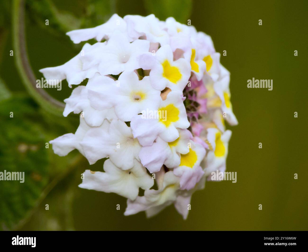lantanas (Lantana) Plantae Stock Photo - Alamy