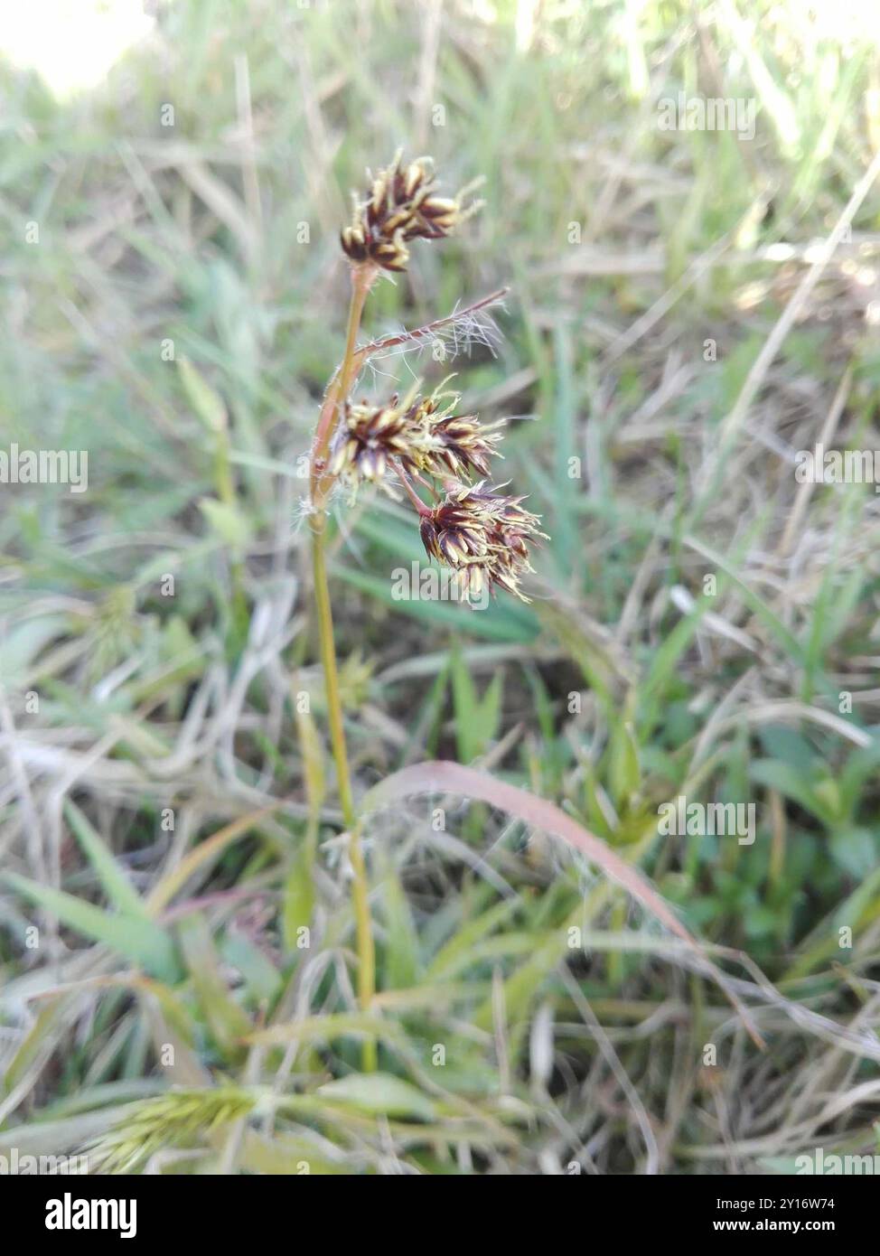 Field woodrush (Luzula campestris) Plantae Stock Photo - Alamy