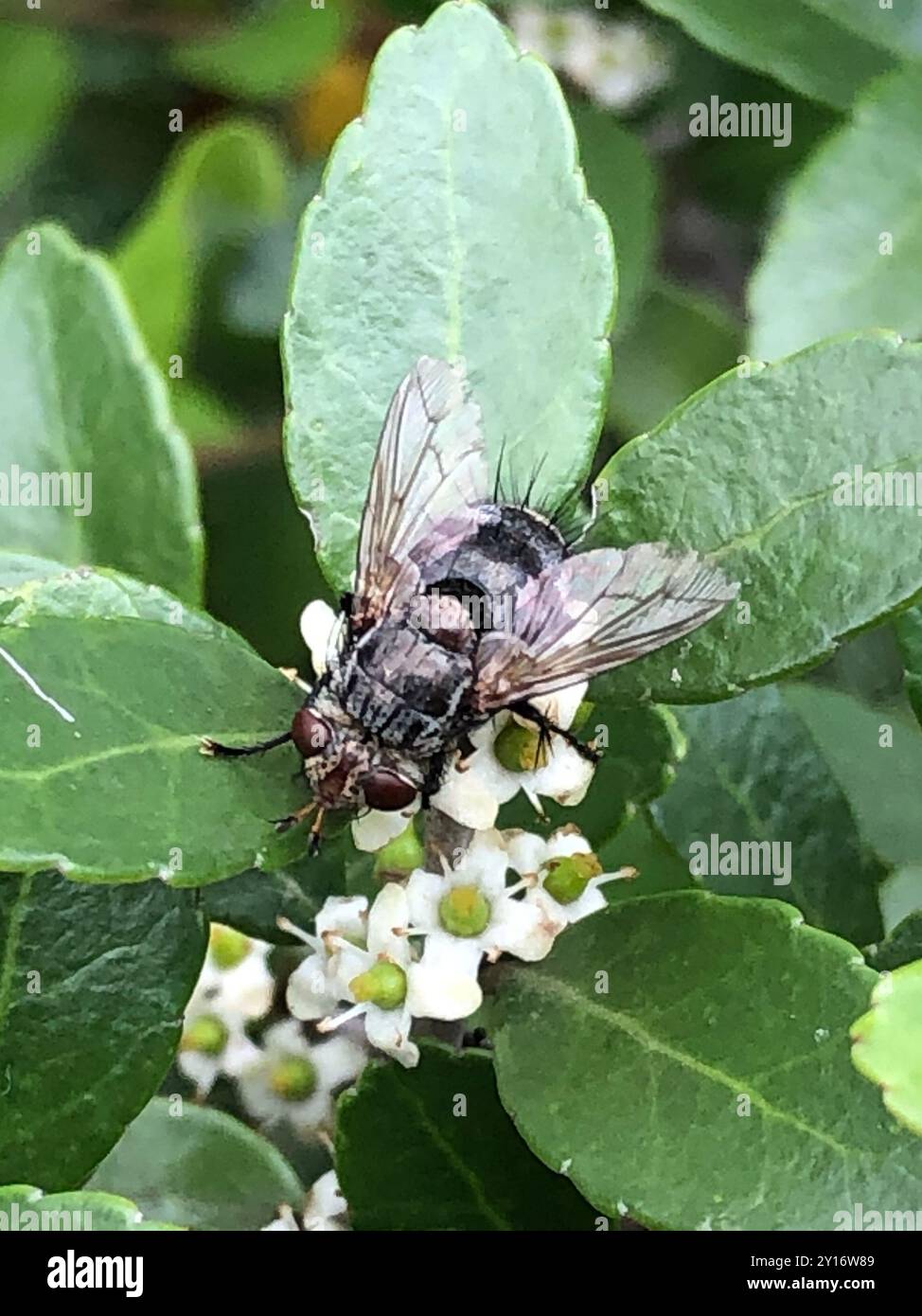 Flies (Diptera) Insecta Stock Photo - Alamy