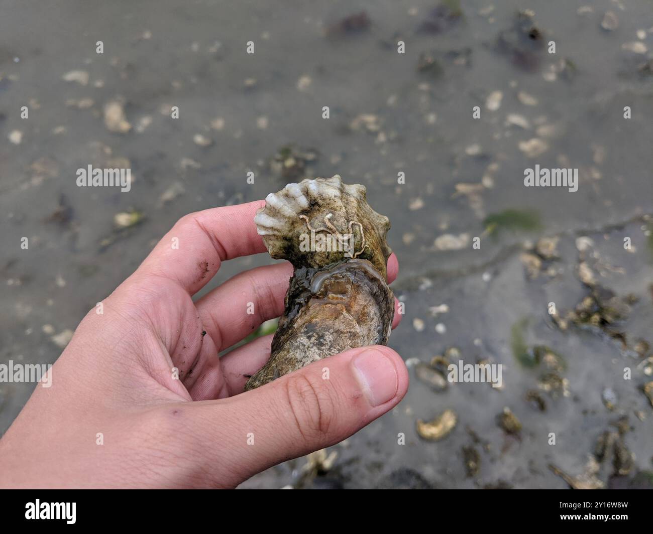 Eastern Oyster (Crassostrea virginica) Mollusca Stock Photo - Alamy