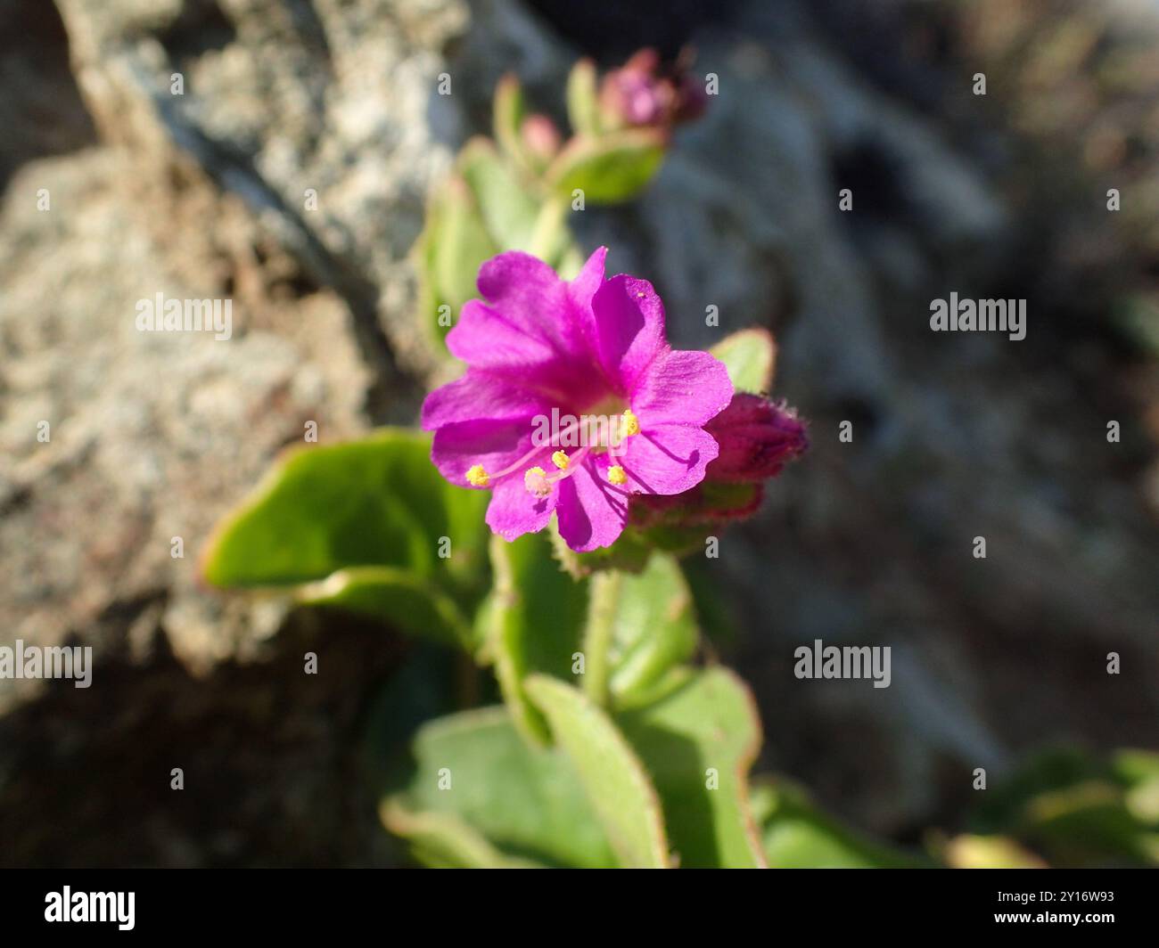 California Four o'Clock (Mirabilis laevis crassifolia) Plantae Stock ...