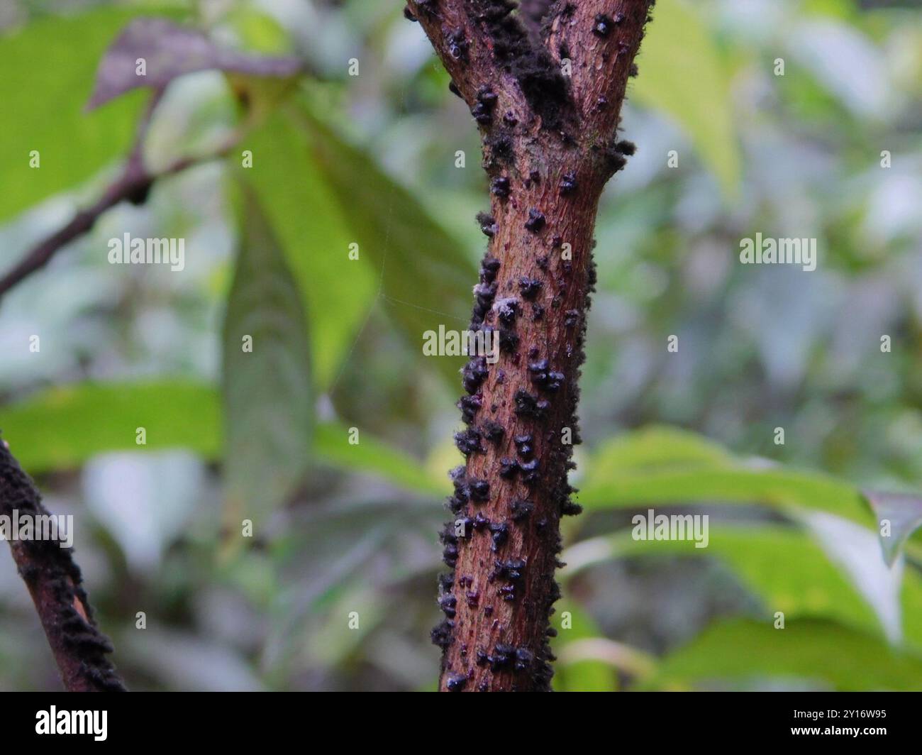 Lobate Lac Scale (Paratachardina pseudolobata) Insecta Stock Photo - Alamy