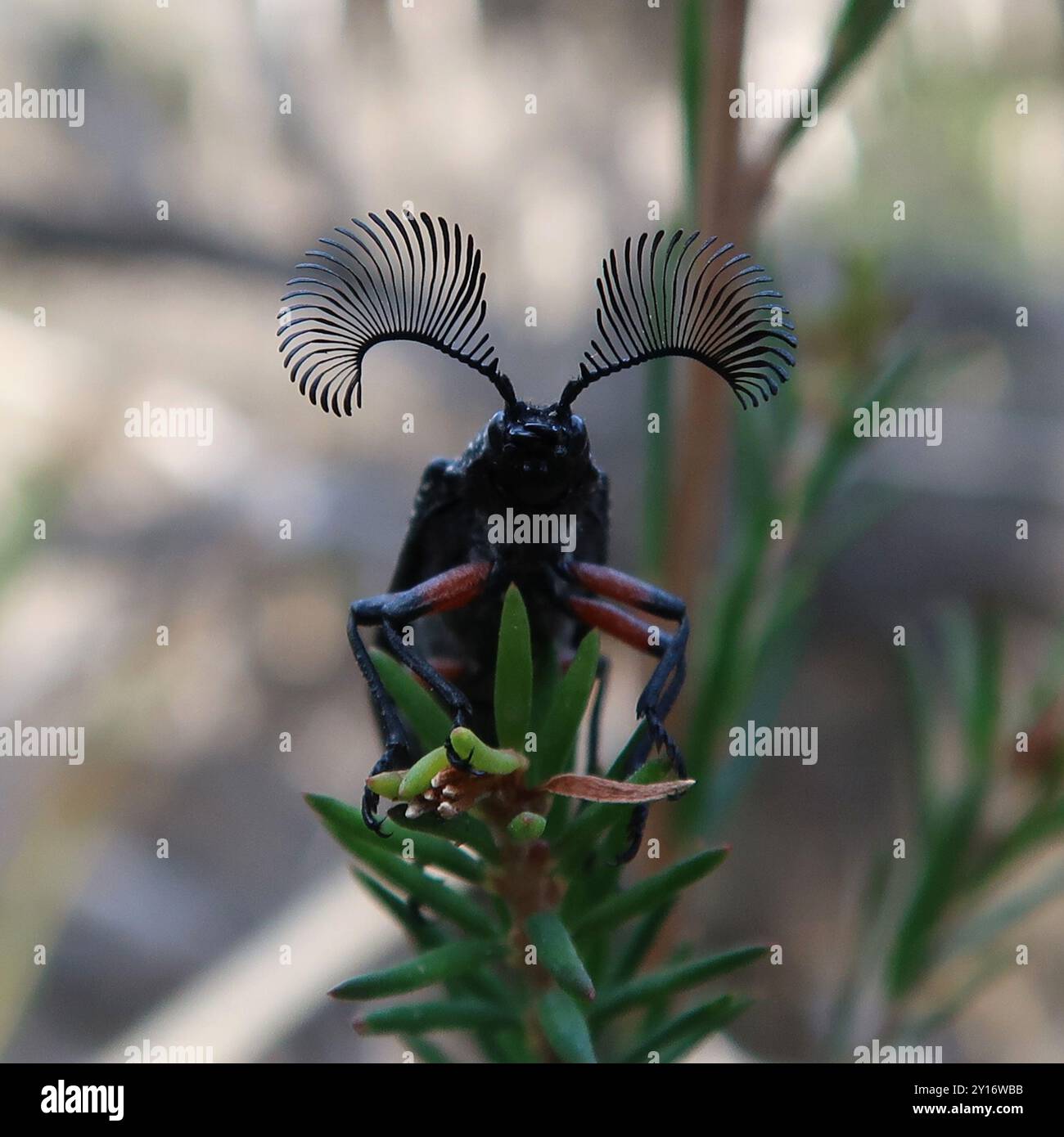Feather-horned beetle (Rhipicera femorata) Insecta Stock Photo - Alamy