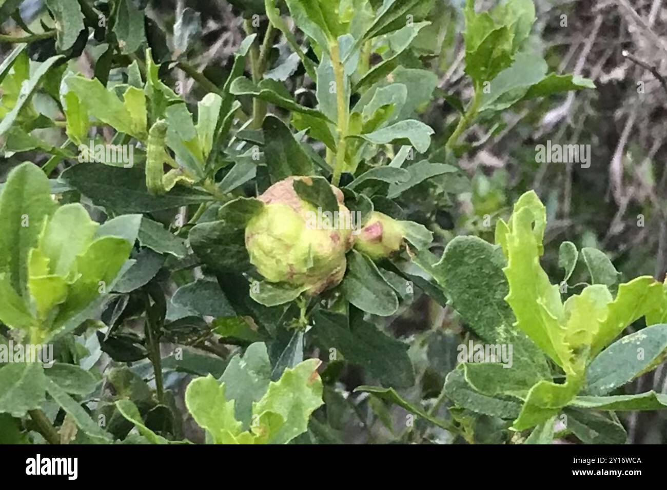 Coyote Brush Bud Gall Midge (Rhopalomyia californica) Insecta Stock ...