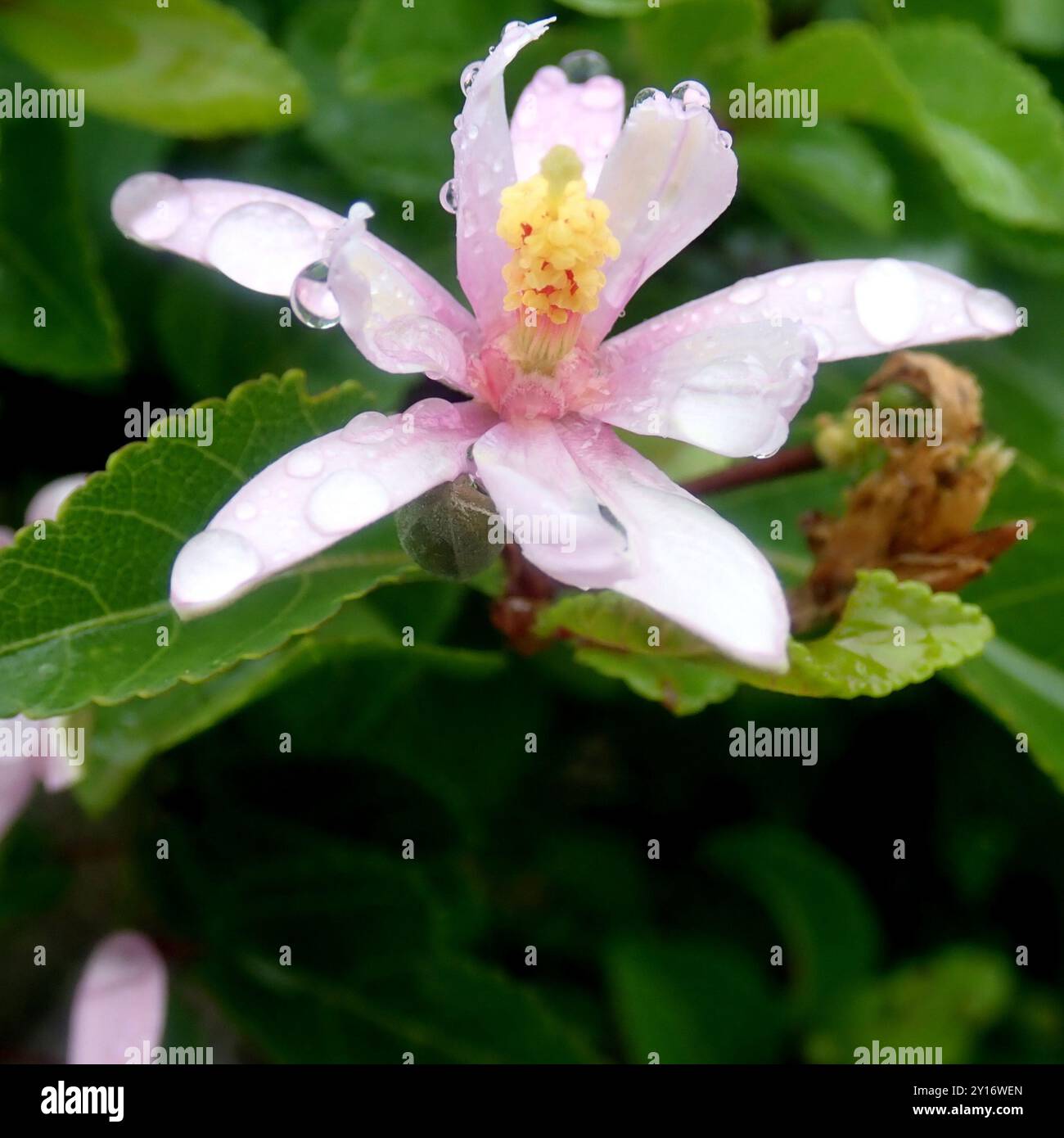 Crossberry (Grewia occidentalis) Plantae Stock Photo - Alamy