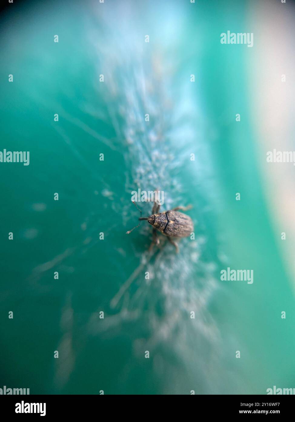 Cabbage Stem Weevil (Ceutorhynchus pallidactylus) Insecta Stock Photo ...