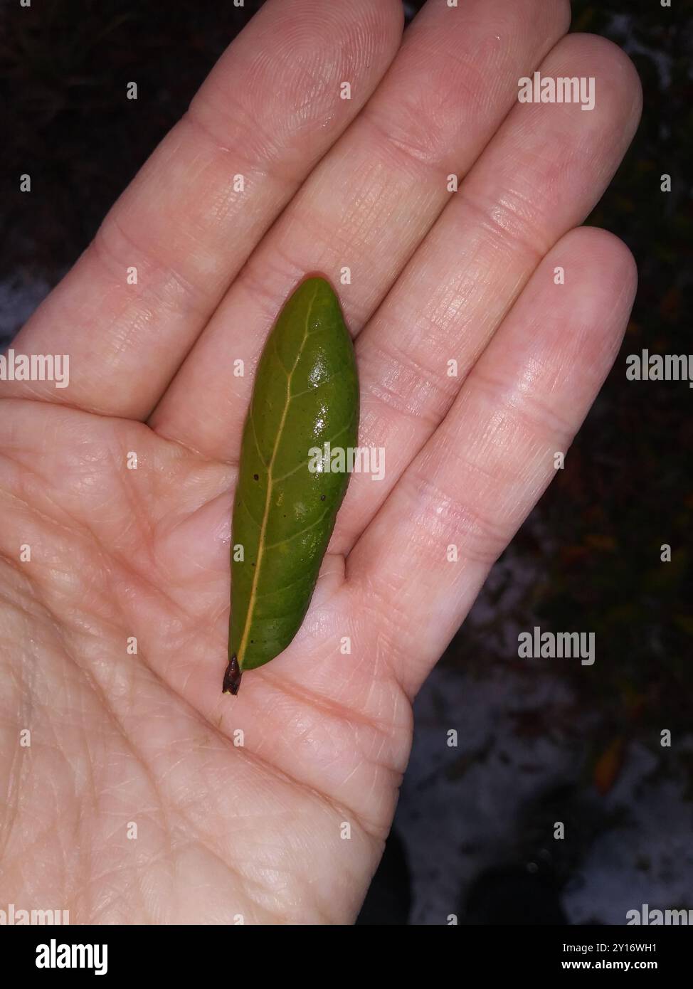 Florida scrub oak (Quercus inopina) Plantae Stock Photo - Alamy