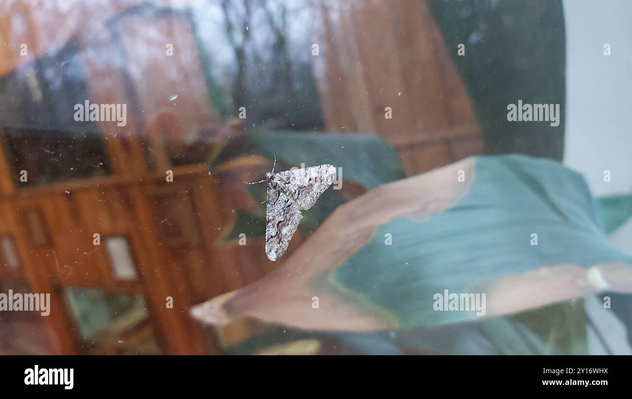 Spring Usher Moth (Agriopis leucophaearia) Insecta Stock Photo - Alamy