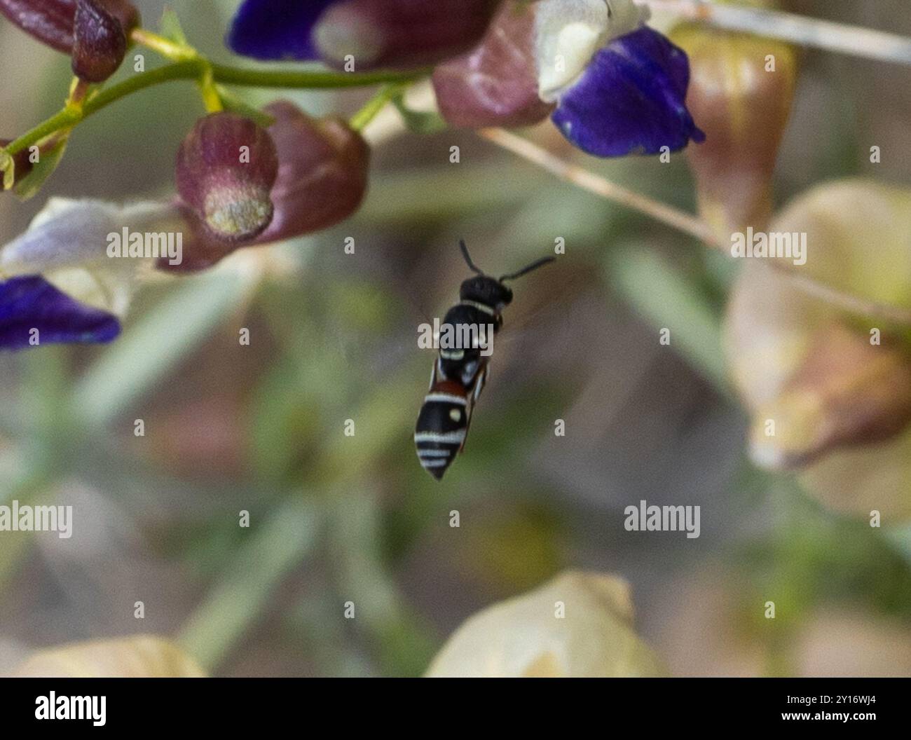 Potter and Mason Wasps (Eumeninae) Insecta Stock Photo - Alamy