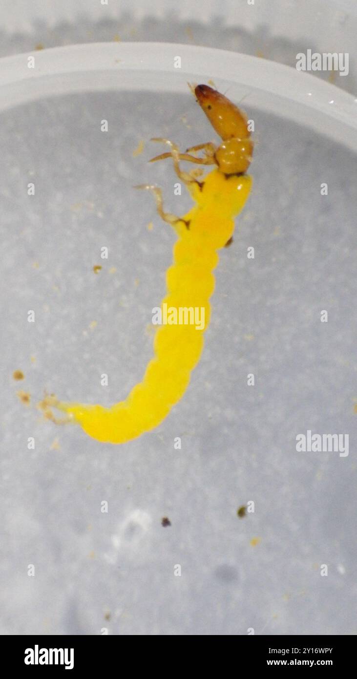 Little Black Caddisflies (Chimarra) Insecta Stock Photo - Alamy