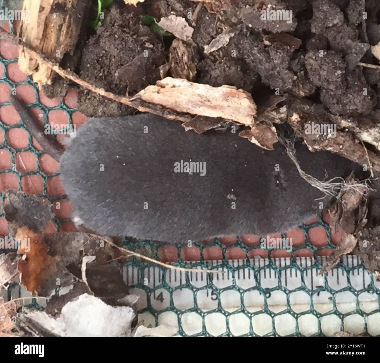 Southern Short-tailed Shrew (Blarina carolinensis) Mammalia Stock Photo ...