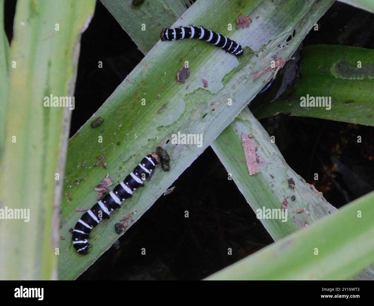 Regnatrix hi-res stock photography and images - Alamy