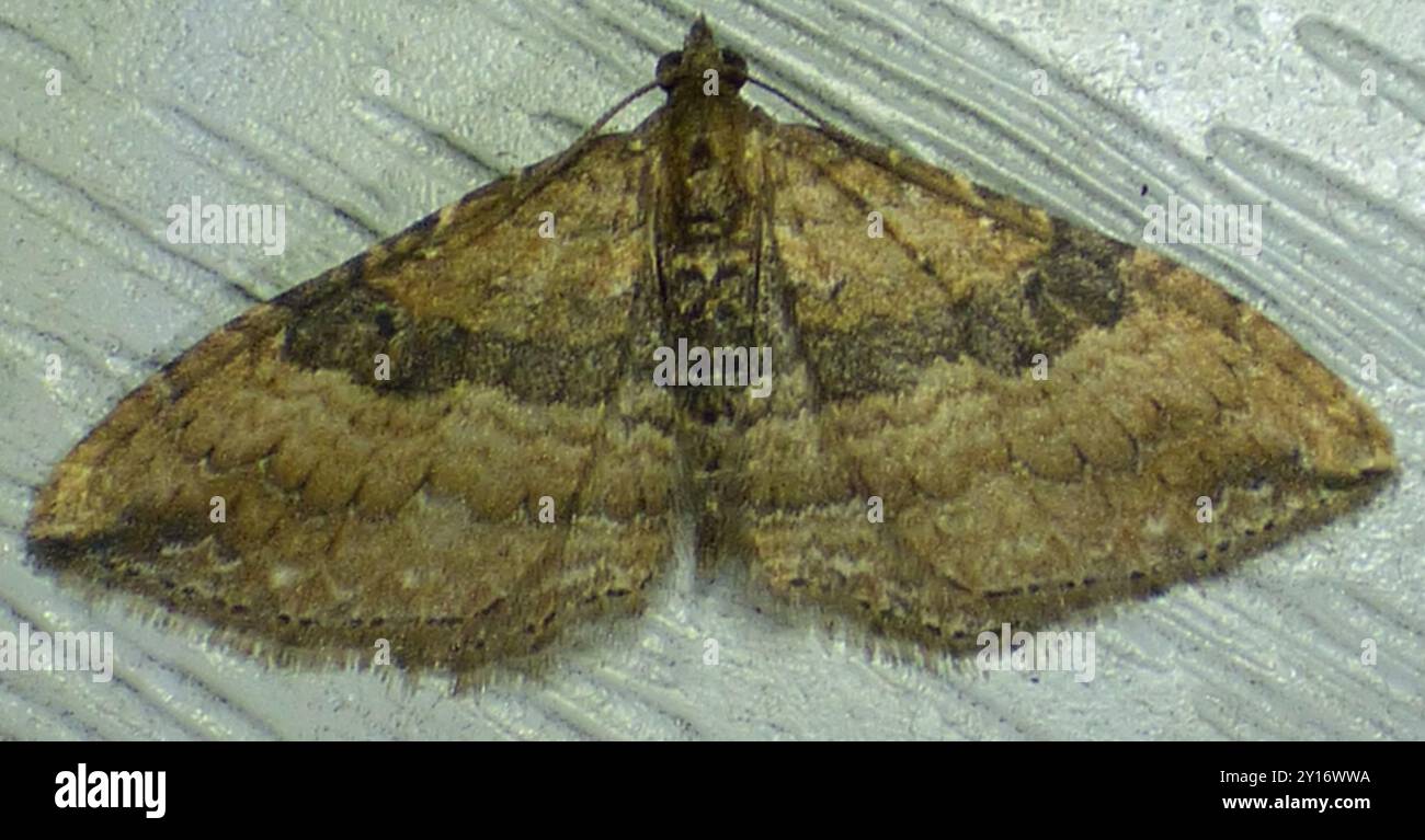 Gem Moth (Orthonama obstipata) Insecta Stock Photo - Alamy