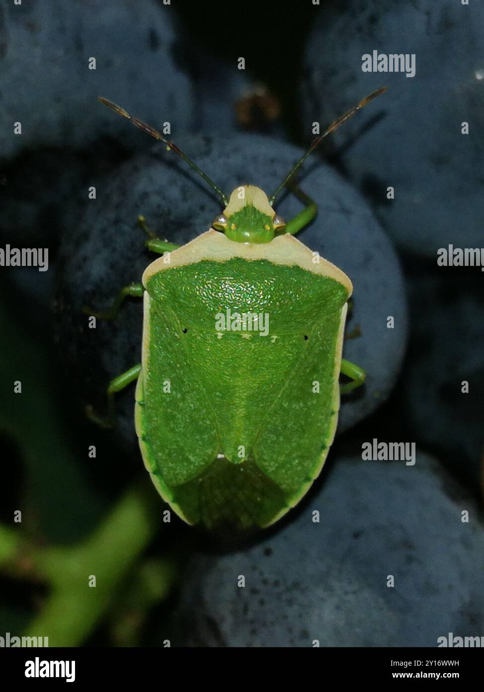 Southern Green Stink Bug (Nezara viridula) Insecta Stock Photo - Alamy